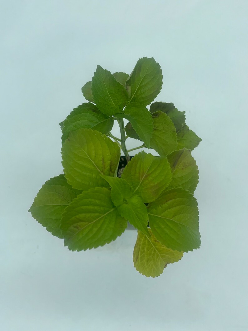 Vana Tulsi Starter Plant Ocimum Gratissimum Holy Tree Basil - Etsy