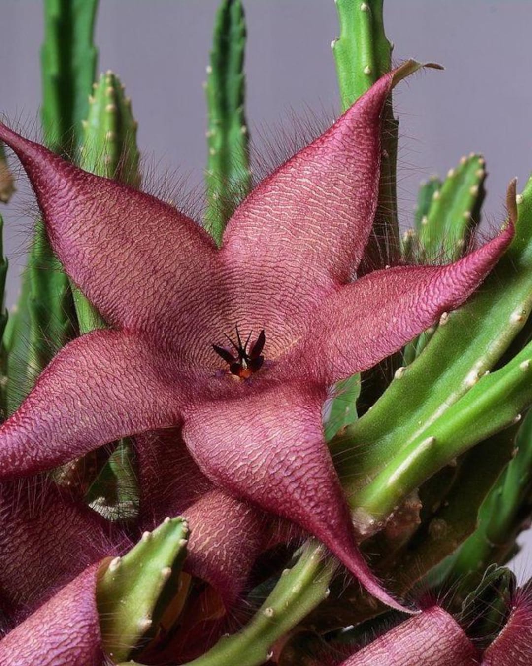 Stapelia Ambigua 4 Inch Potted Plant WELL ROOTED Starfish Cactus Cannot ...