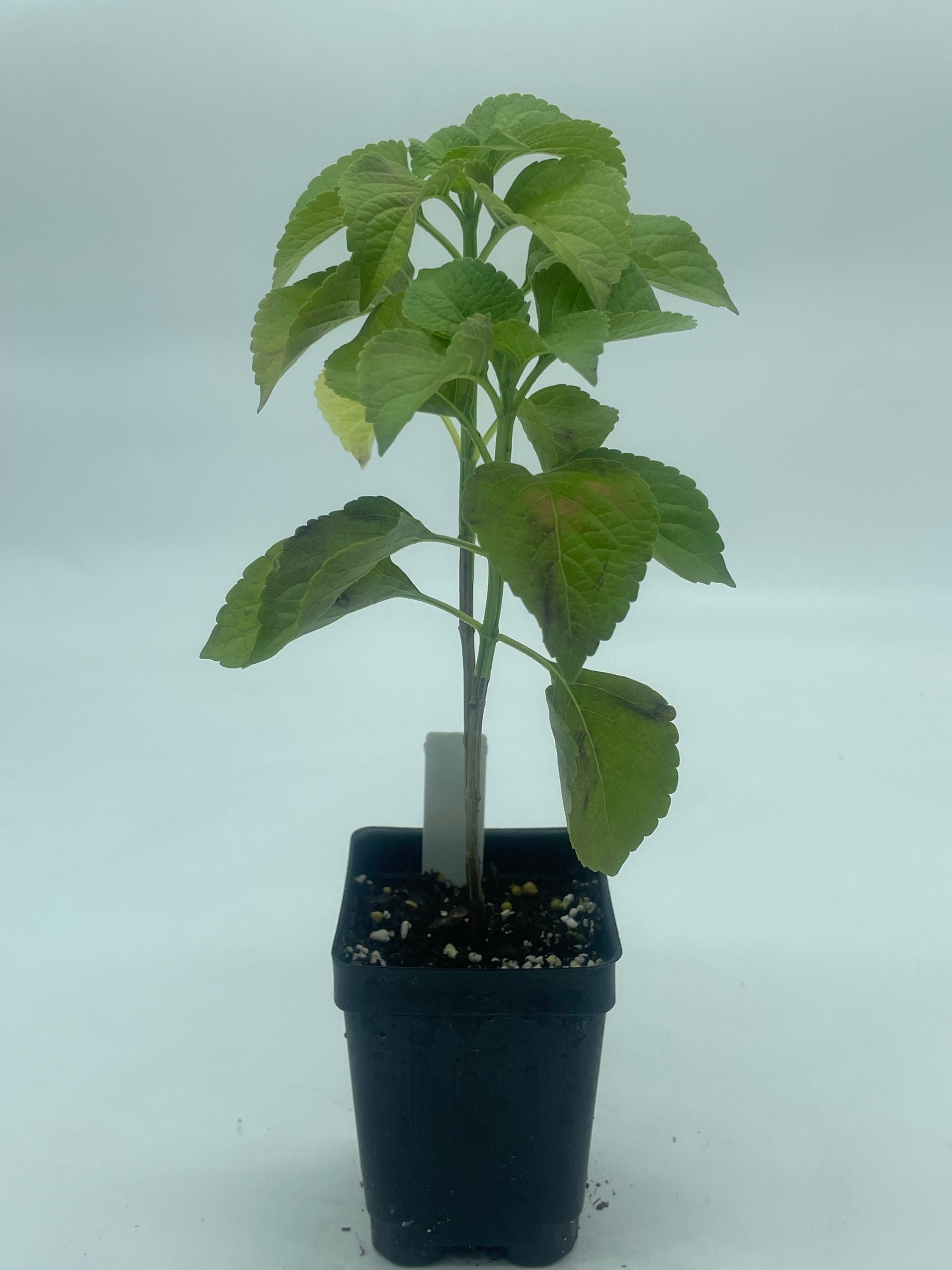 Vana Tulsi Starter Plant Ocimum Gratissimum Holy Tree Basil - Etsy