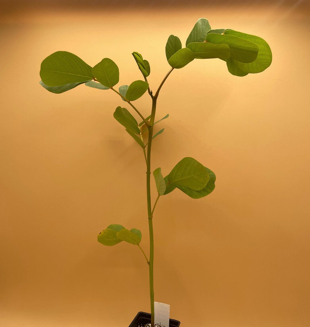 Candlestick Cassia Starter Plant Senna Alata Amazing Blooms - Etsy