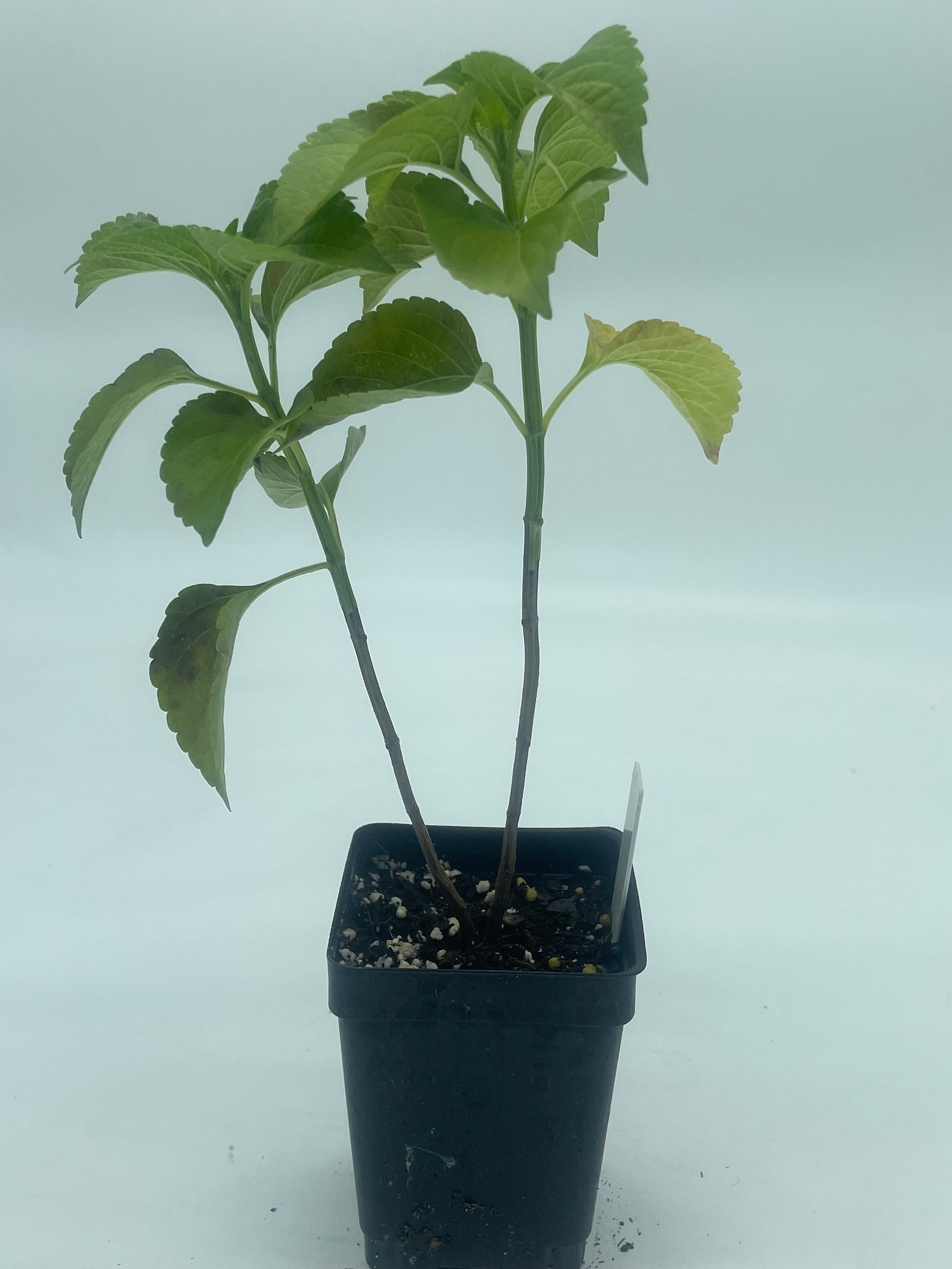 Vana Tulsi Starter Plant Ocimum Gratissimum Holy Tree Basil - Etsy