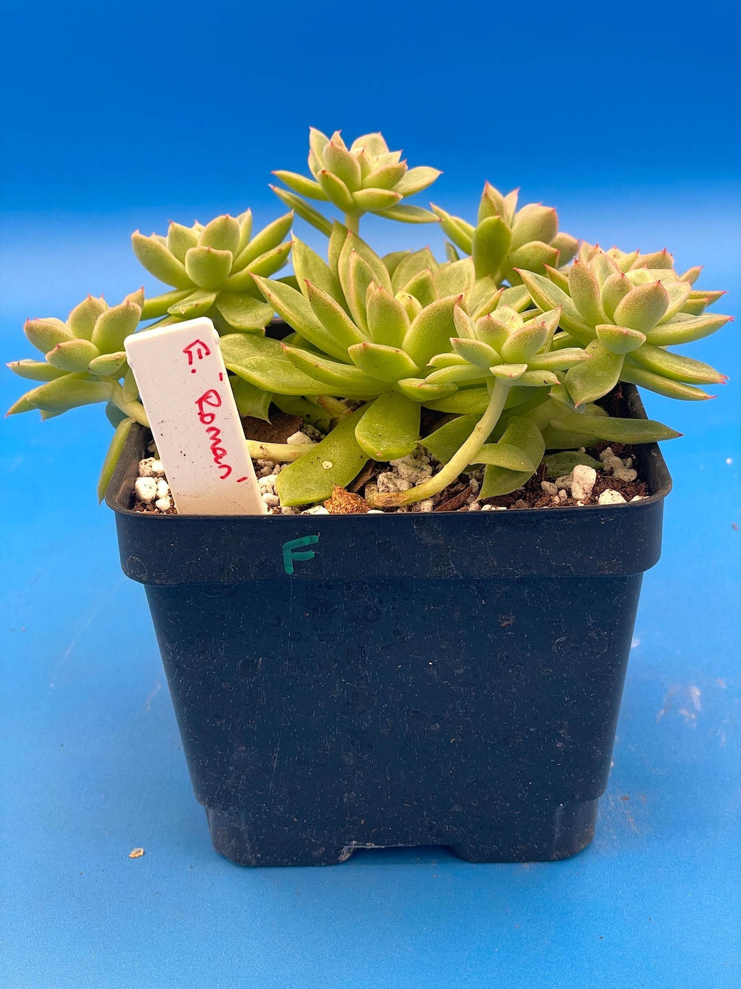 Echeveria Lucidum 'roman' Hens and Chicks Makes Pups Grown in 4.5 Pot ...