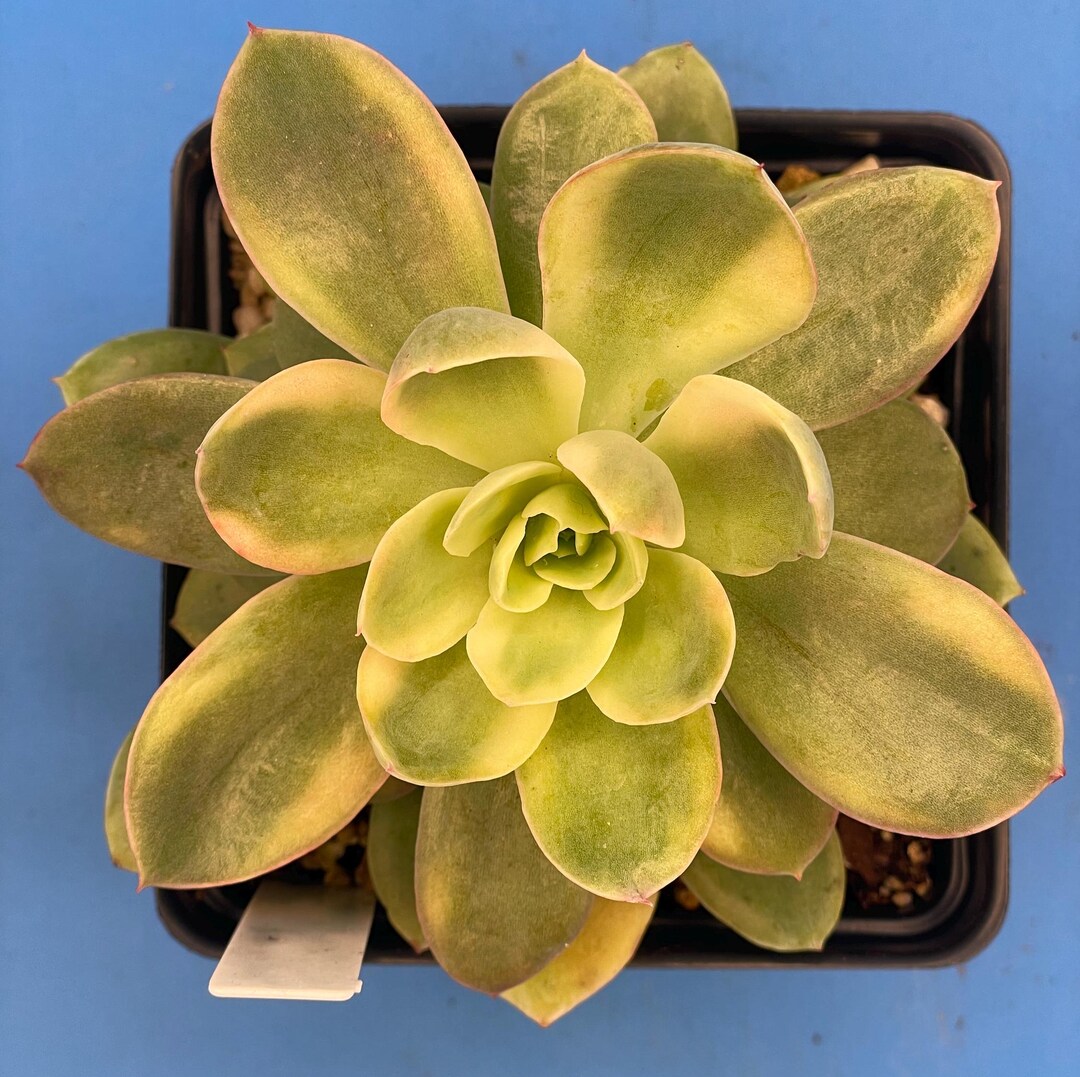 Echeveria Pink Vera Variegated Hens and Chicks Makes Pups grown in 4.5 ...