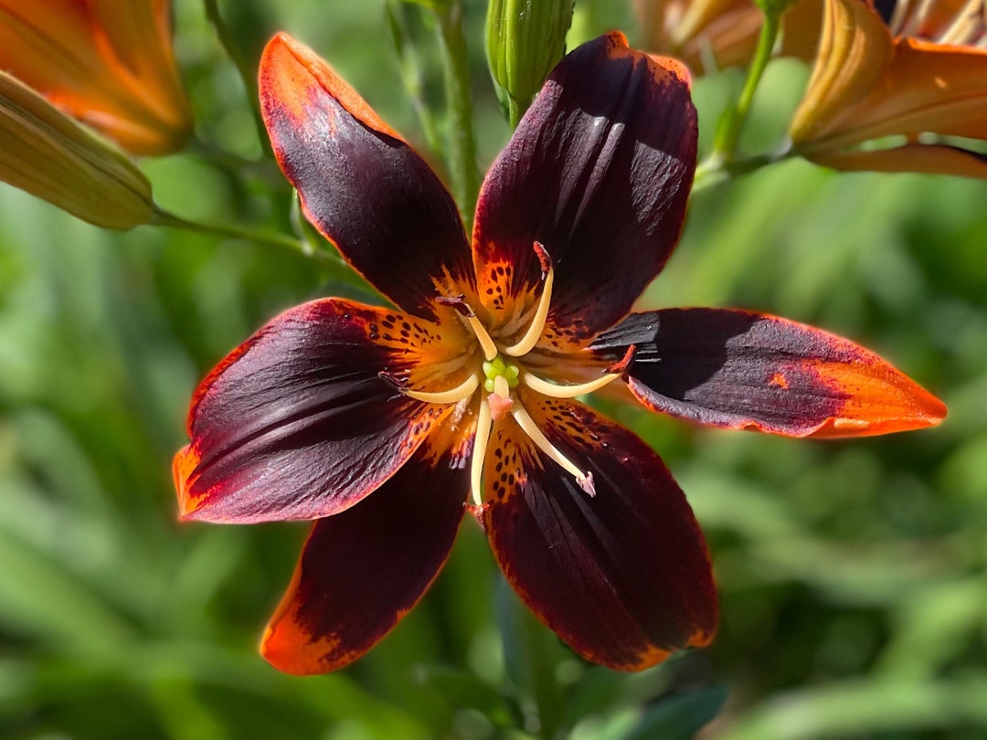 Forever Susan Lily Bulb - Etsy