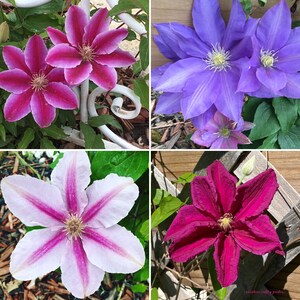Clematis - Etsy