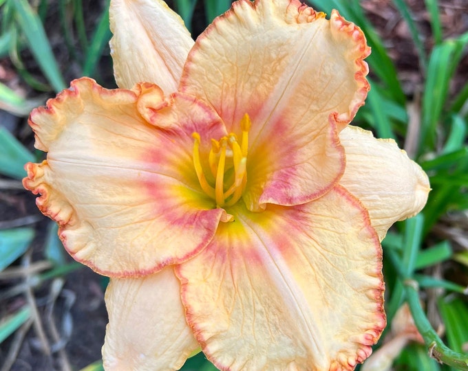 Daylily Live Plant 1 Fan - Etsy