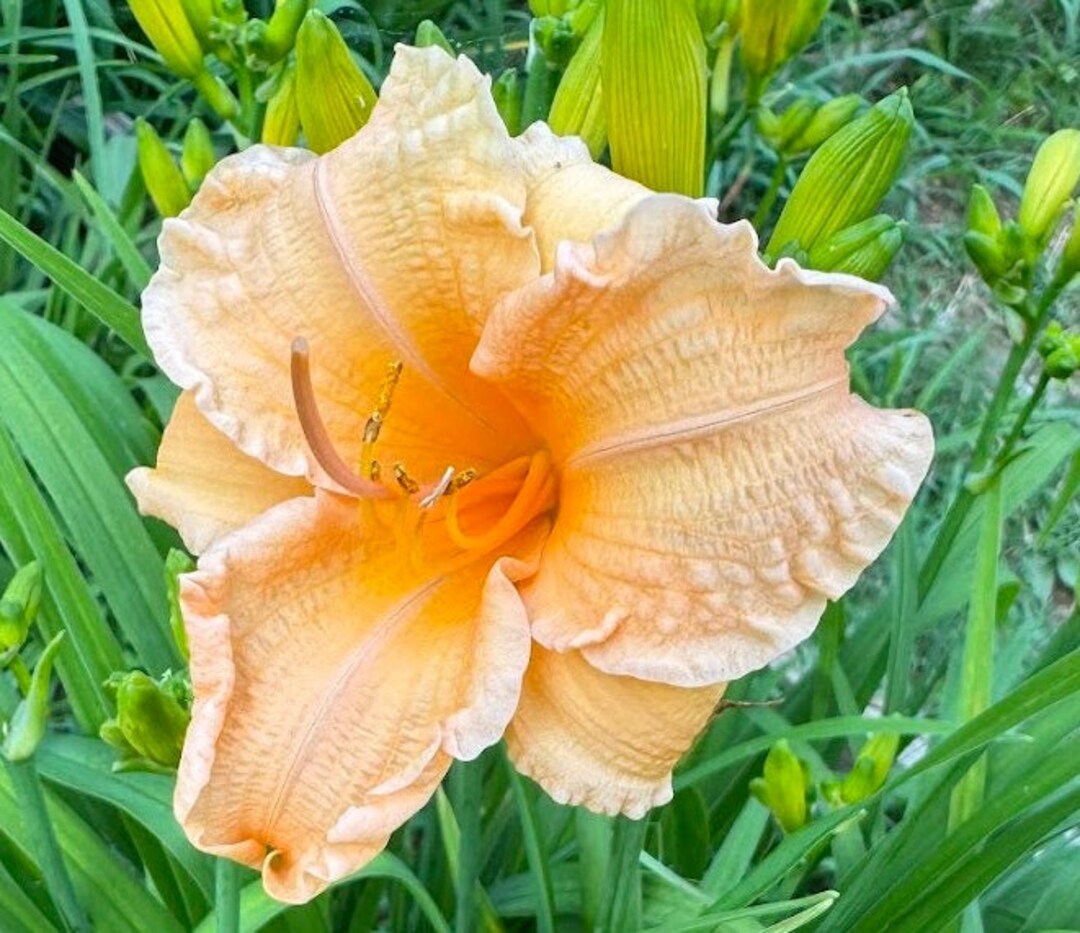 Daylily Live Plant 1 Fan - Etsy