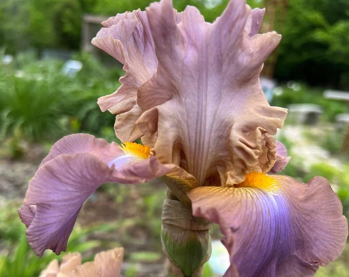 Bearded Iris Live Plant – 1 Fan | Soft Lavender Peach Bloom - Etsy
