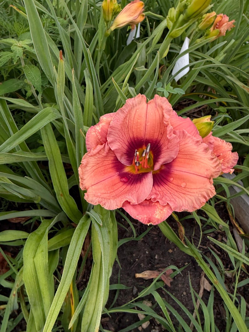 Daylily – 1 Live Fan | Coral Pink Blooms - Etsy