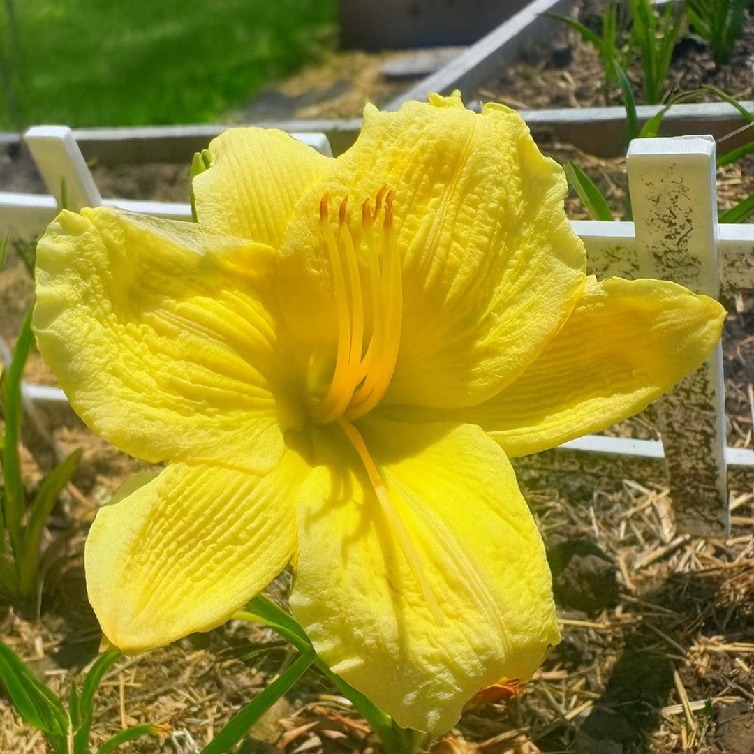 Daylily Live Plant 1 Fan - Etsy