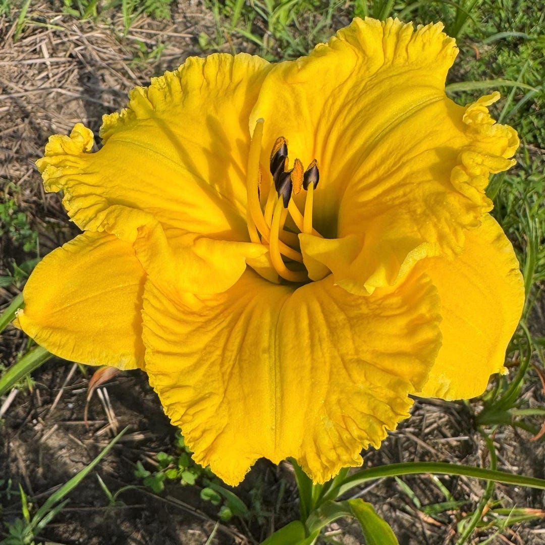Golden Ruffled Daylily – 1 Live Fan | Bright Canary Yellow Bloom - Etsy