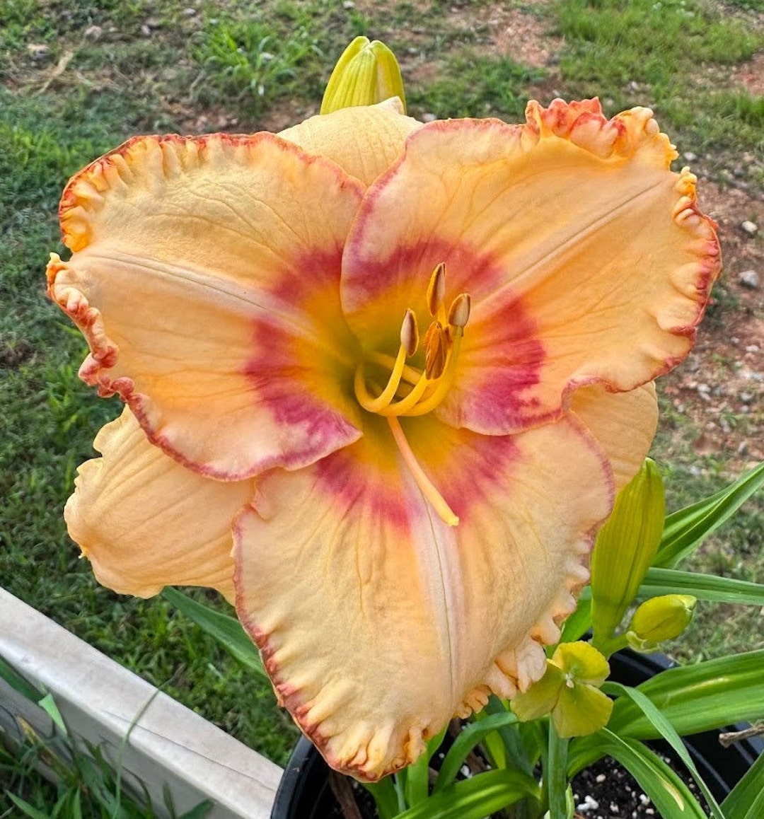 Daylily Live Plant 1 Fan - Etsy