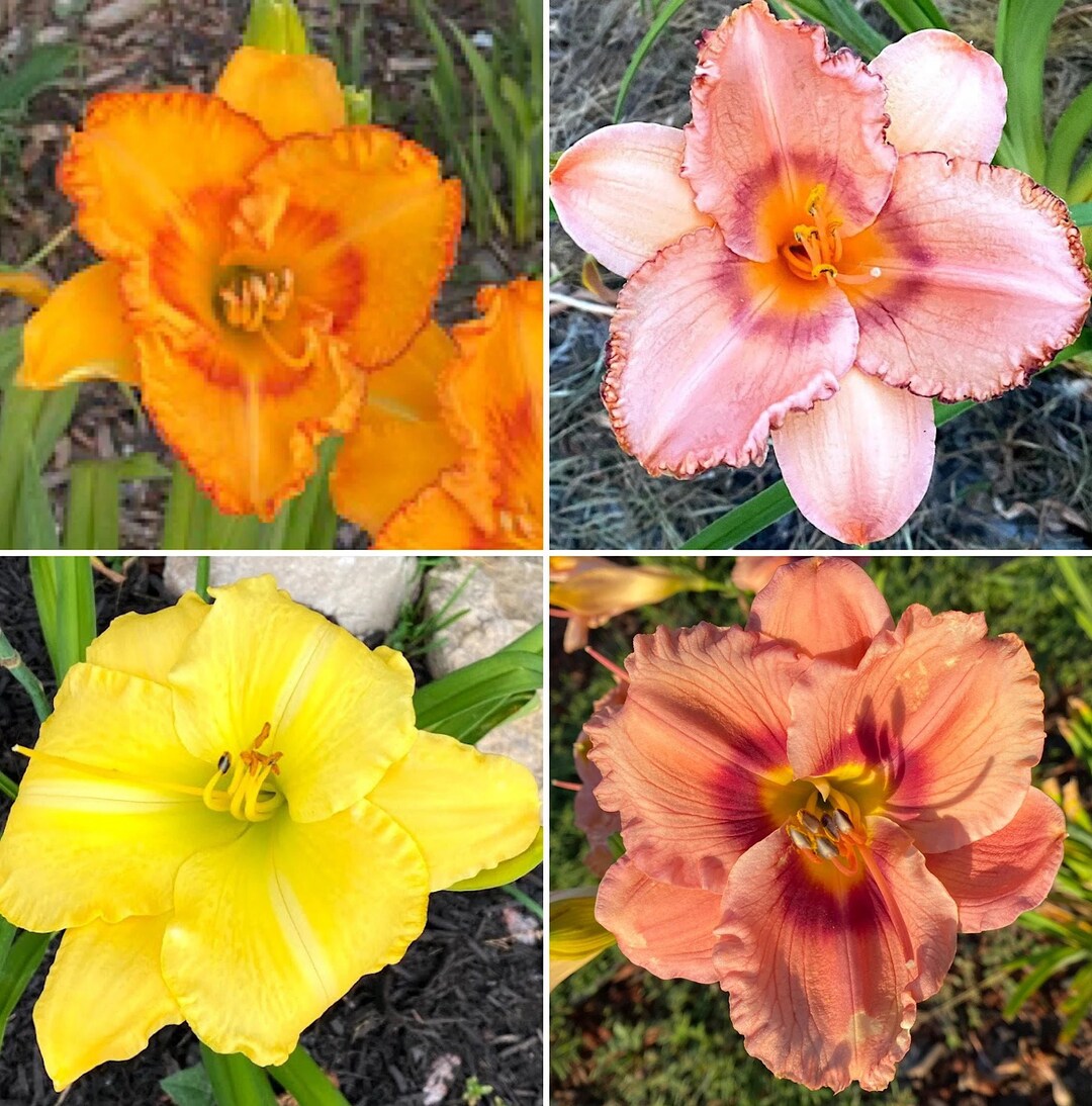 Daylily Mixed Seed - Etsy