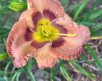 Daylily Live Plant 1 Fan - Etsy