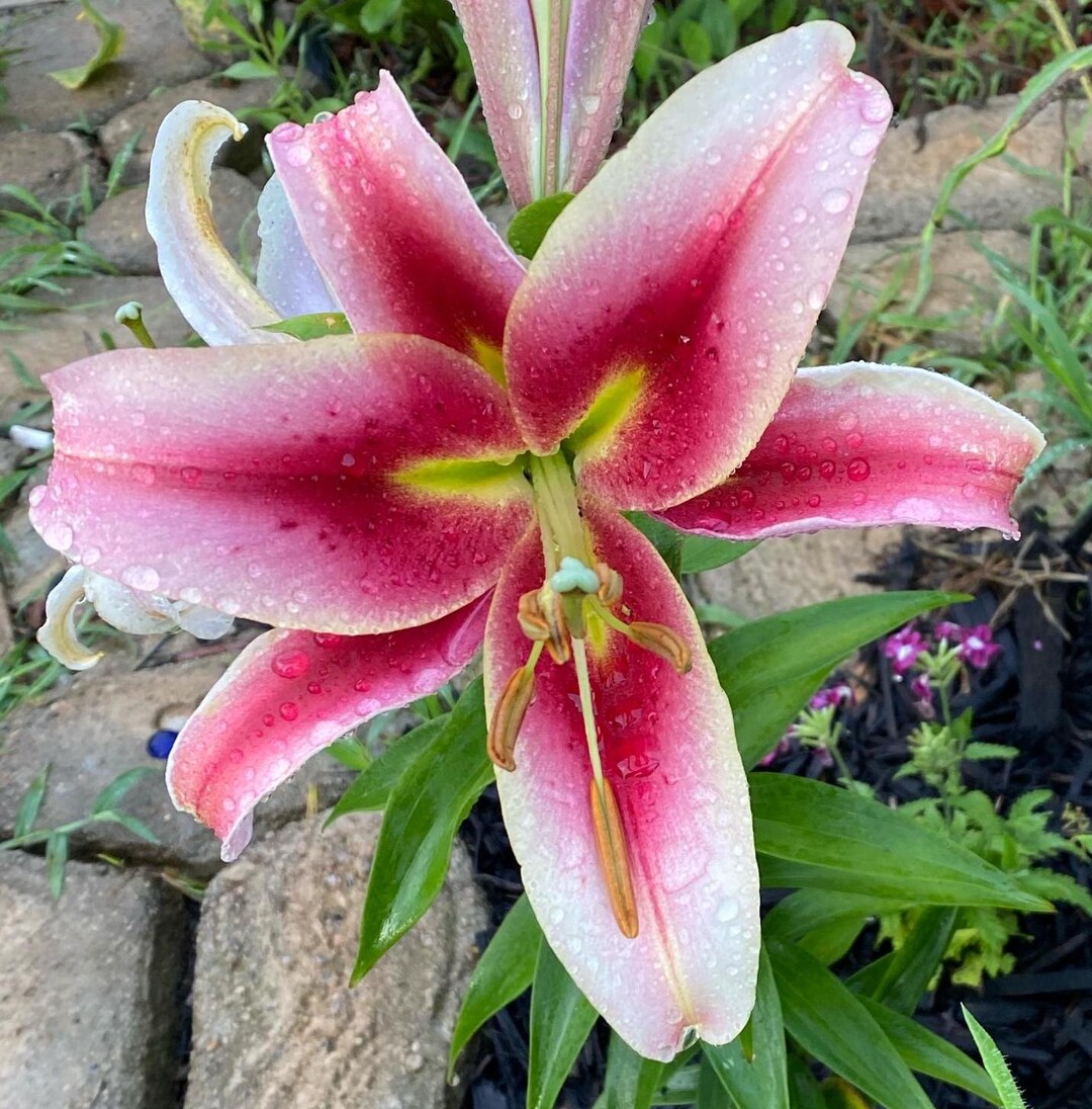 Stargazer Lily Live Plant Bulb - Etsy