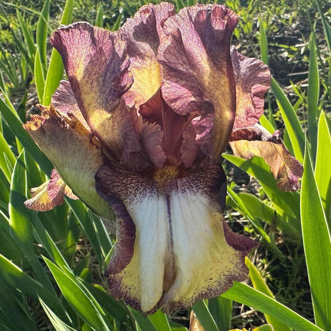Iris Live Plant 1 Fan - Etsy