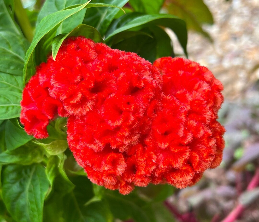 Giant Celosia Cockscomb Mixed Color Variety Seed - Etsy