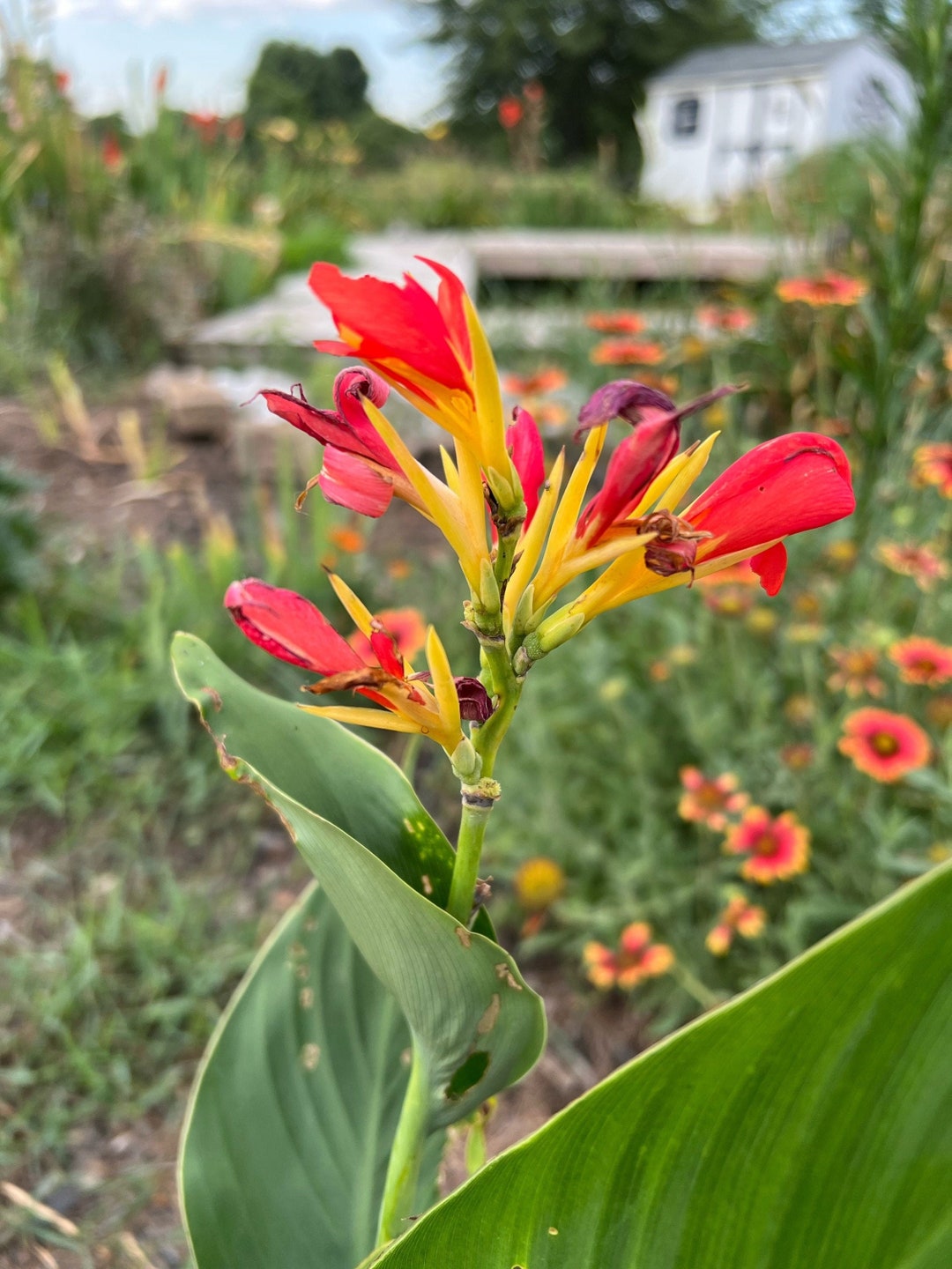 Canna Lily Seed Mix - Diverse Colors in Every Pack - Etsy