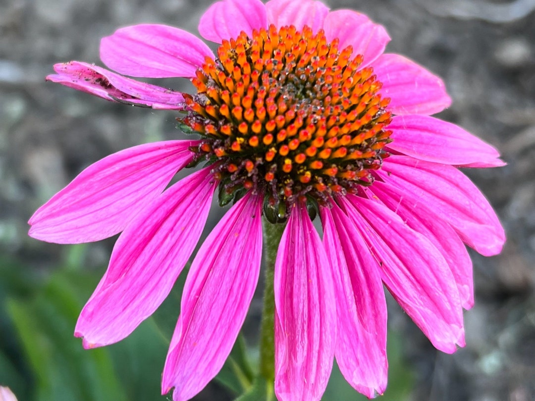 Coneflower Echinacea Mix Color Seed - Etsy