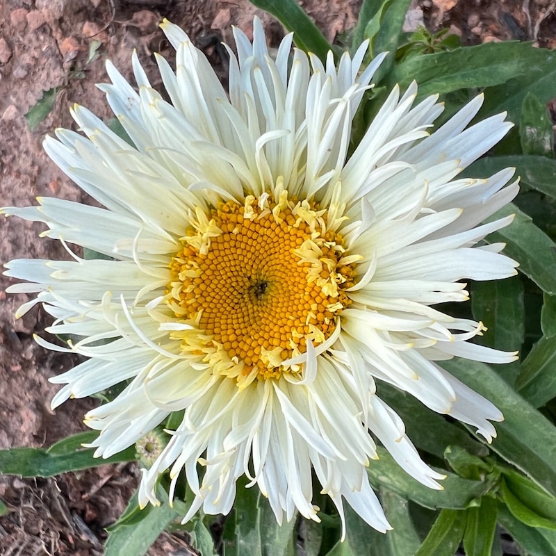 SunshineValleyGarden - Etsy