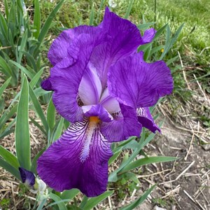 Bearded Iris Old Fashion Dwarf Purple - Etsy