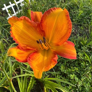 Fiery Orange & Red Ruffled Daylily – 1 Live Fan | Giant Bold Sunset ...