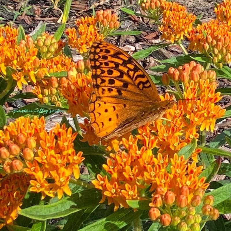 Butterfly Weed Plant - Etsy