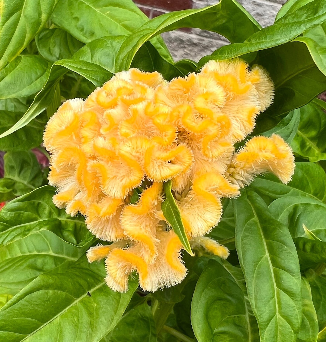 Celosia Cockscomb Mixed Color Variety Seed - Etsy