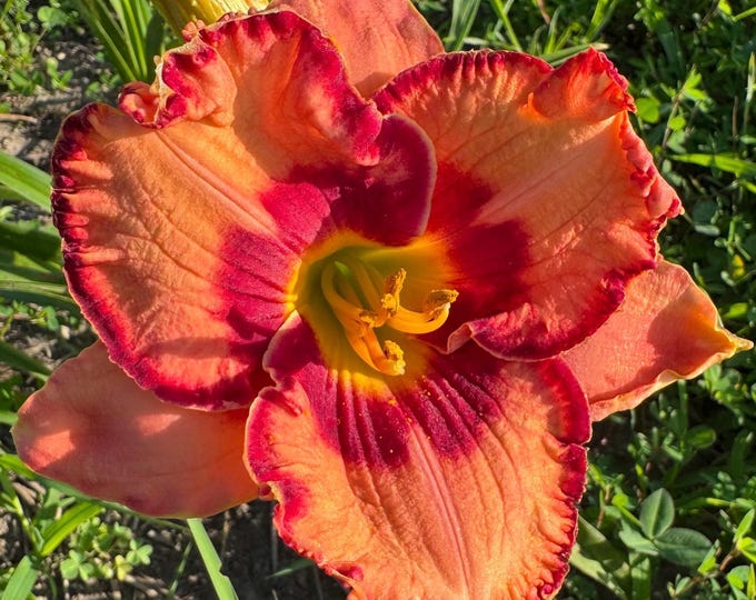 Daylily Live Plant 1 Fan - Etsy