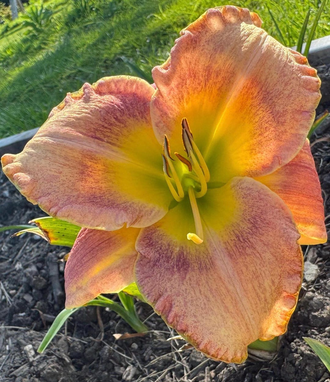 Daylily Live Plant 1 Fan - Etsy