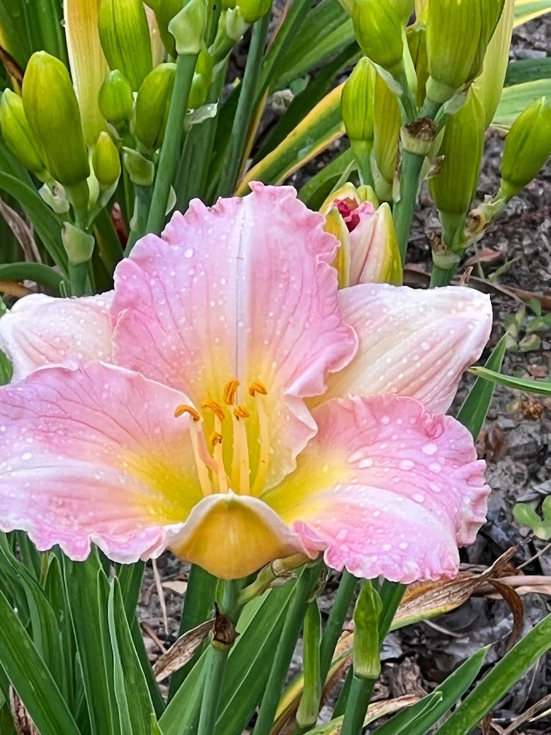 Daylily Live Plant 1 Fan - Etsy