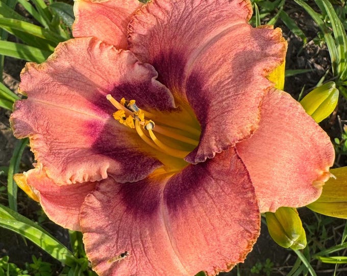 Daylily Live Plant 1 Fan - Etsy