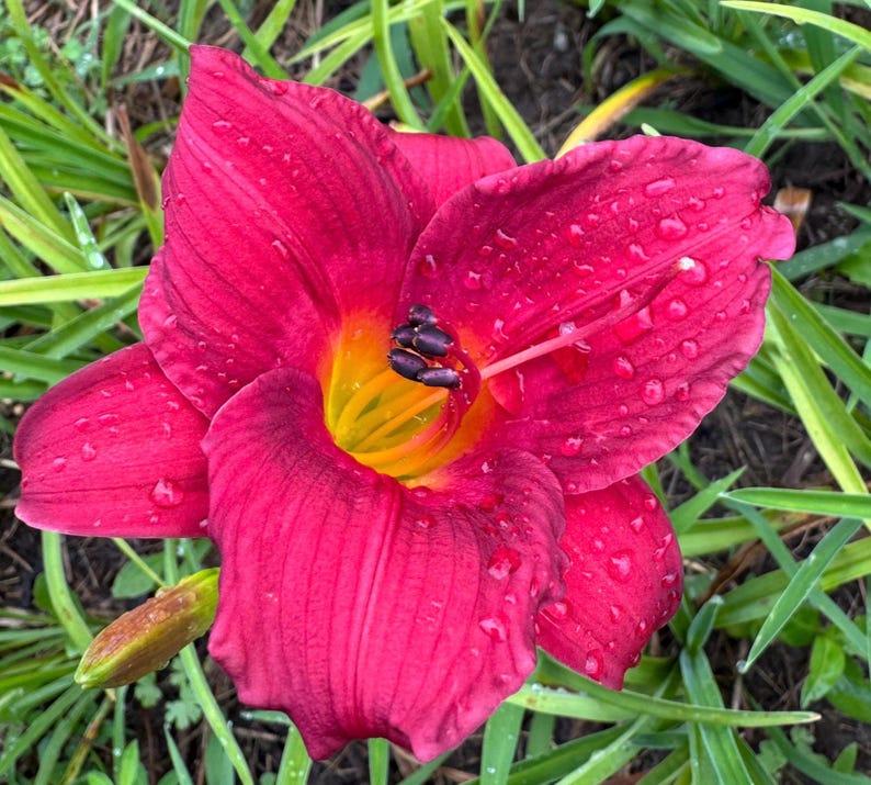 Dwarf Daylily – 1 Live Fan | Petite Raspberry Wine Red Blooms “wine ...