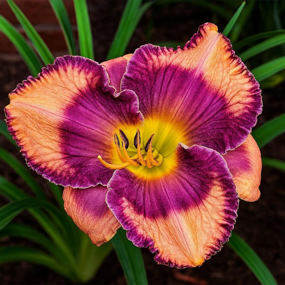 Daylily Live Plant 1 Fan "royal Bones" Hemerocallis - Etsy