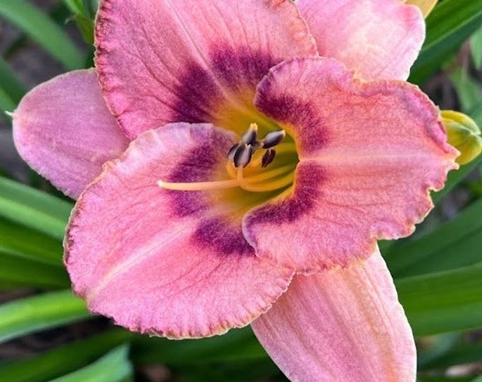 Daylily Live Plant 1 Fan - Etsy