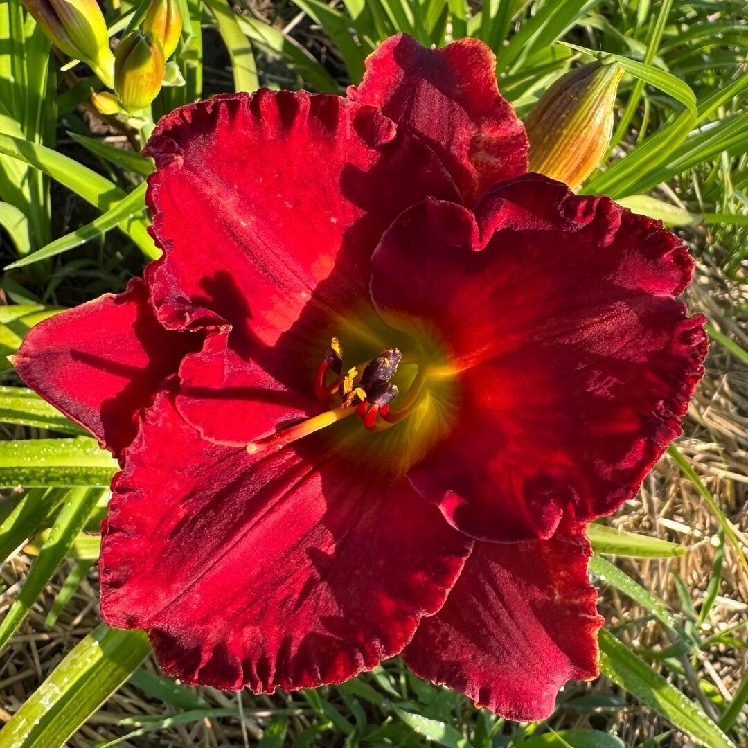 Daylily Live Plant 1 Fan - Etsy