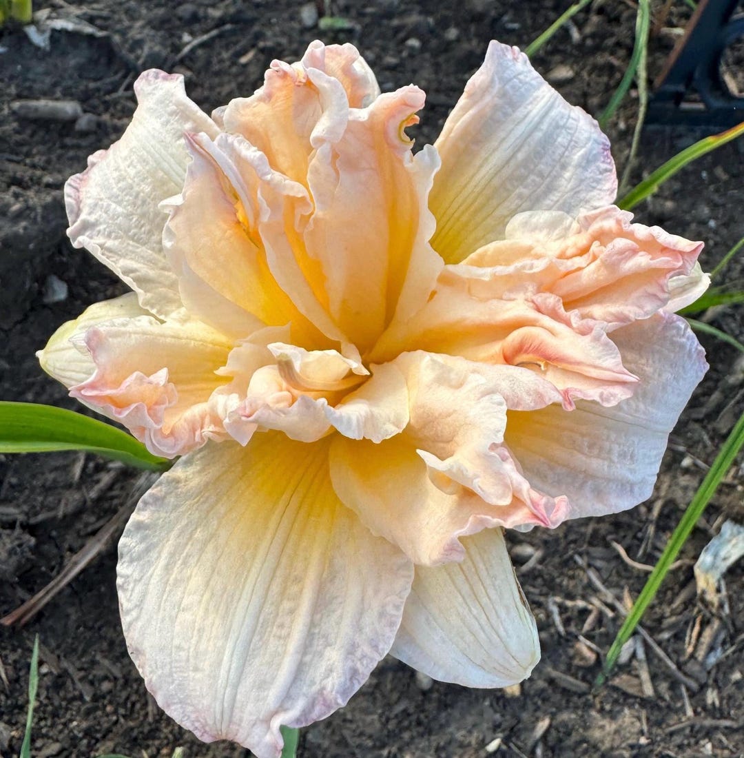 Daylily Live Plant 1 Fan - Etsy