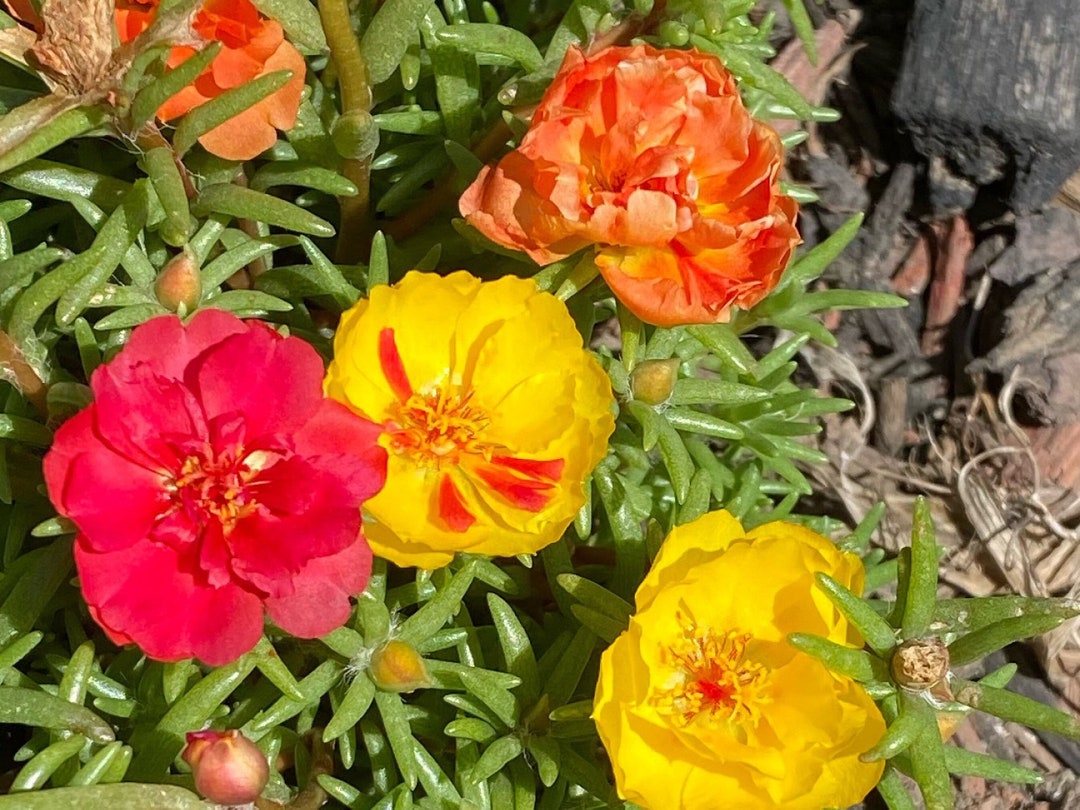 Rose Moss, Portulaca Grandiflora, 50 Count Color Variety Seed - Etsy