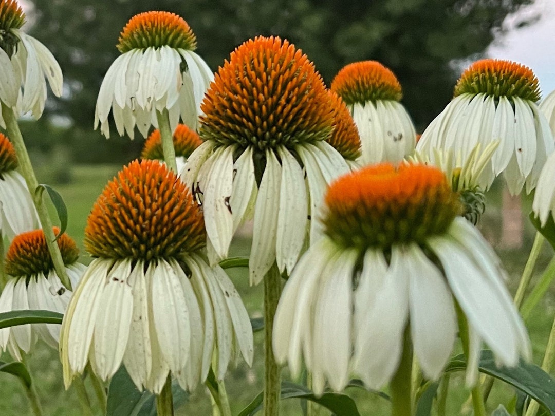 Coneflower Echinacea Mix Color Seed - Etsy