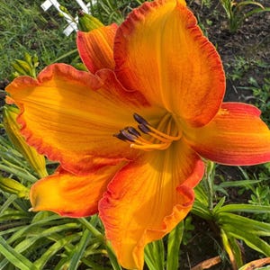 Fiery Orange & Red Ruffled Daylily – 1 Live Fan | Giant Bold Sunset ...