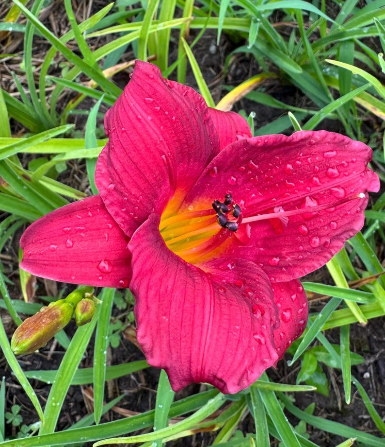 Dwarf Daylily – 1 Live Fan | Petite Raspberry Wine Red Blooms “wine ...