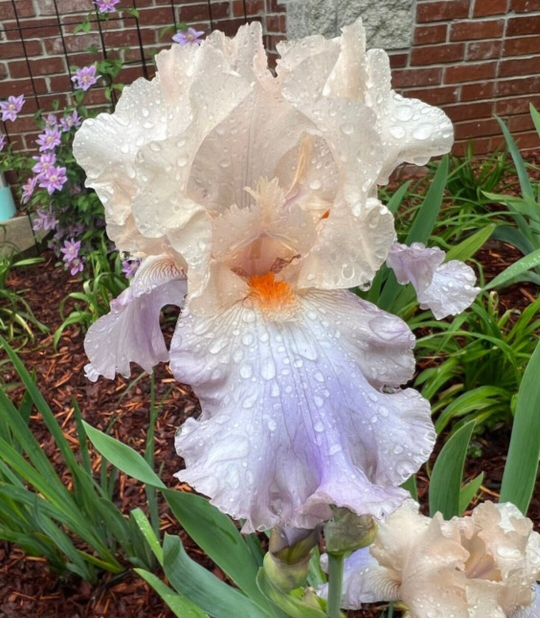 Iris Live Plant 1 Fan - Etsy