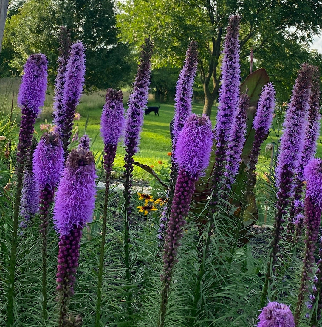 Blazing Star (liatris) Live Plant Bulb | Butterfly Magnet - Etsy