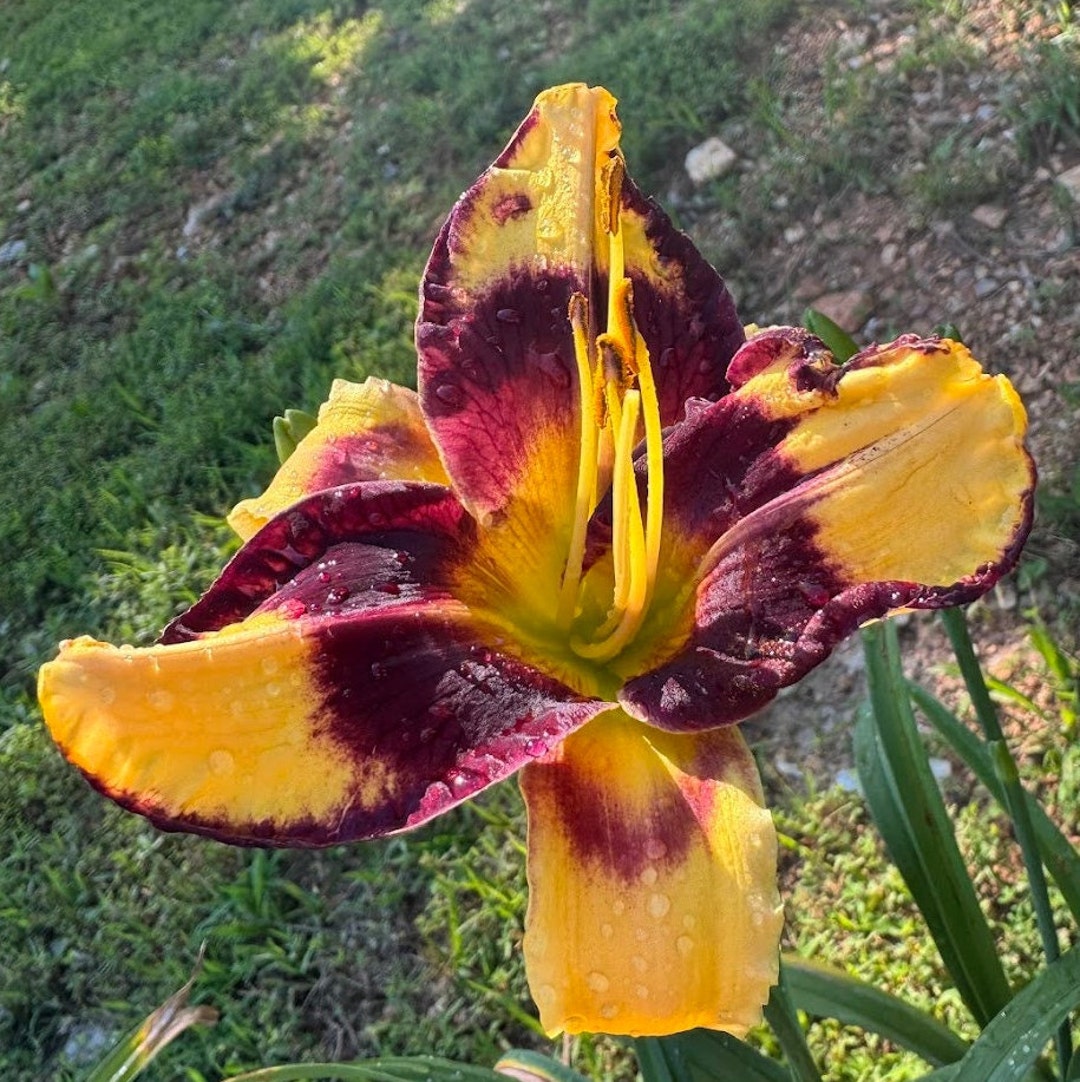 Daylily Live Plant 1 Fan - Etsy