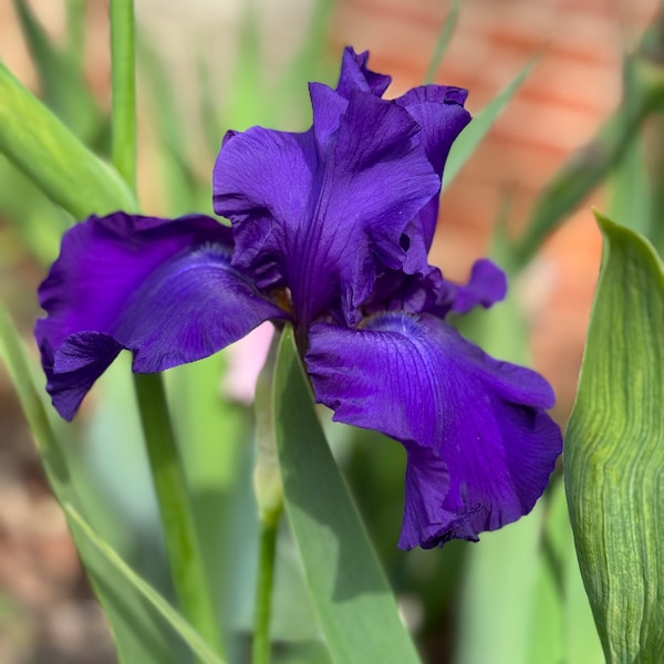 Bearded Iris Bulbs - Etsy