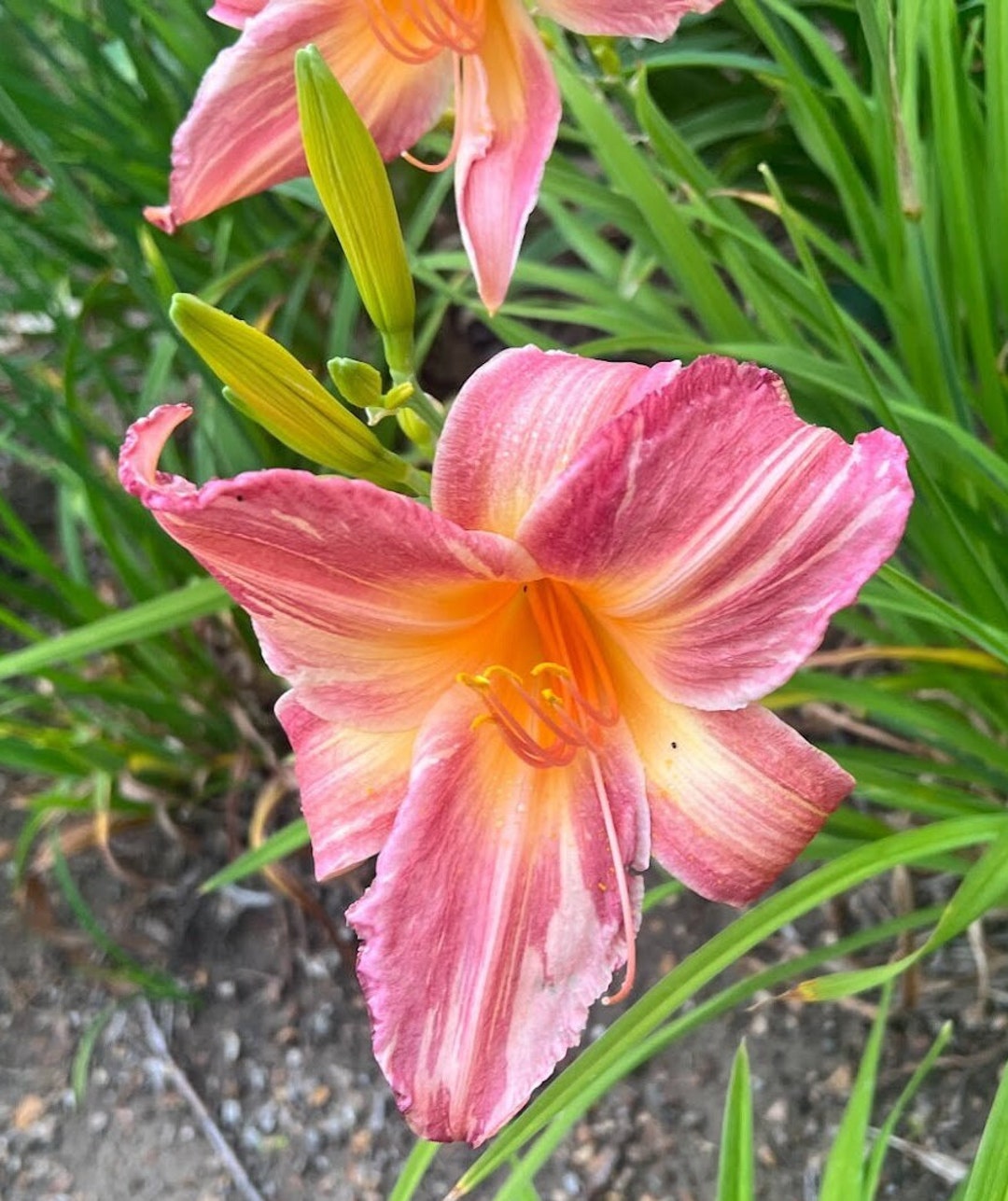 Daylily Live Plant 1 Fan - Etsy