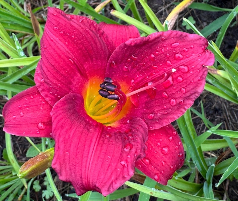 Dwarf Daylily – 1 Live Fan | Petite Raspberry Wine Red Blooms “wine ...