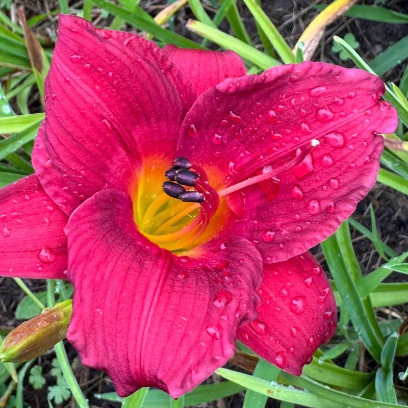 Dwarf Daylilies Plants - Etsy