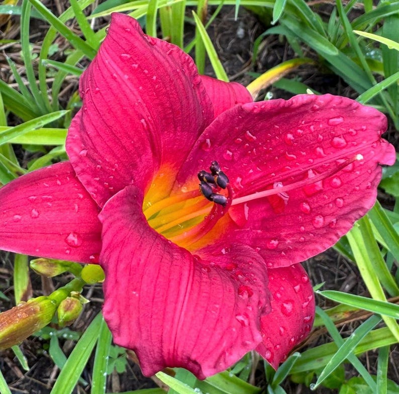 Dwarf Daylily – 1 Live Fan | Petite Raspberry Wine Red Blooms “wine ...