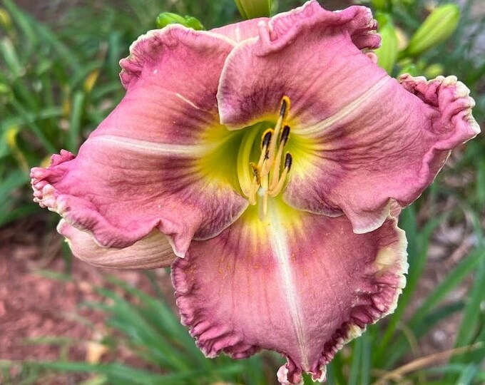 Daylily Live Plant 1 Fan - Etsy